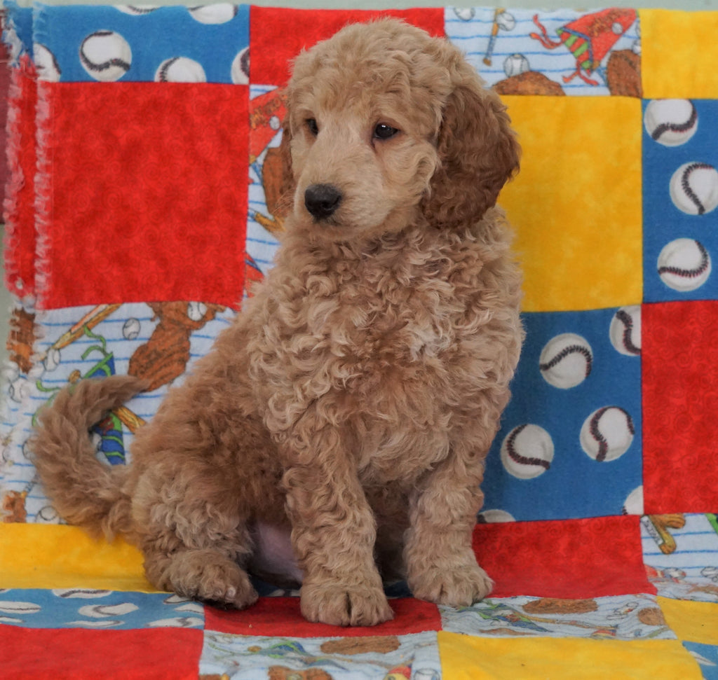 F1B Mini Goldendoodle For Sale Holmesville OH Male- Baker – AC Puppies LLC