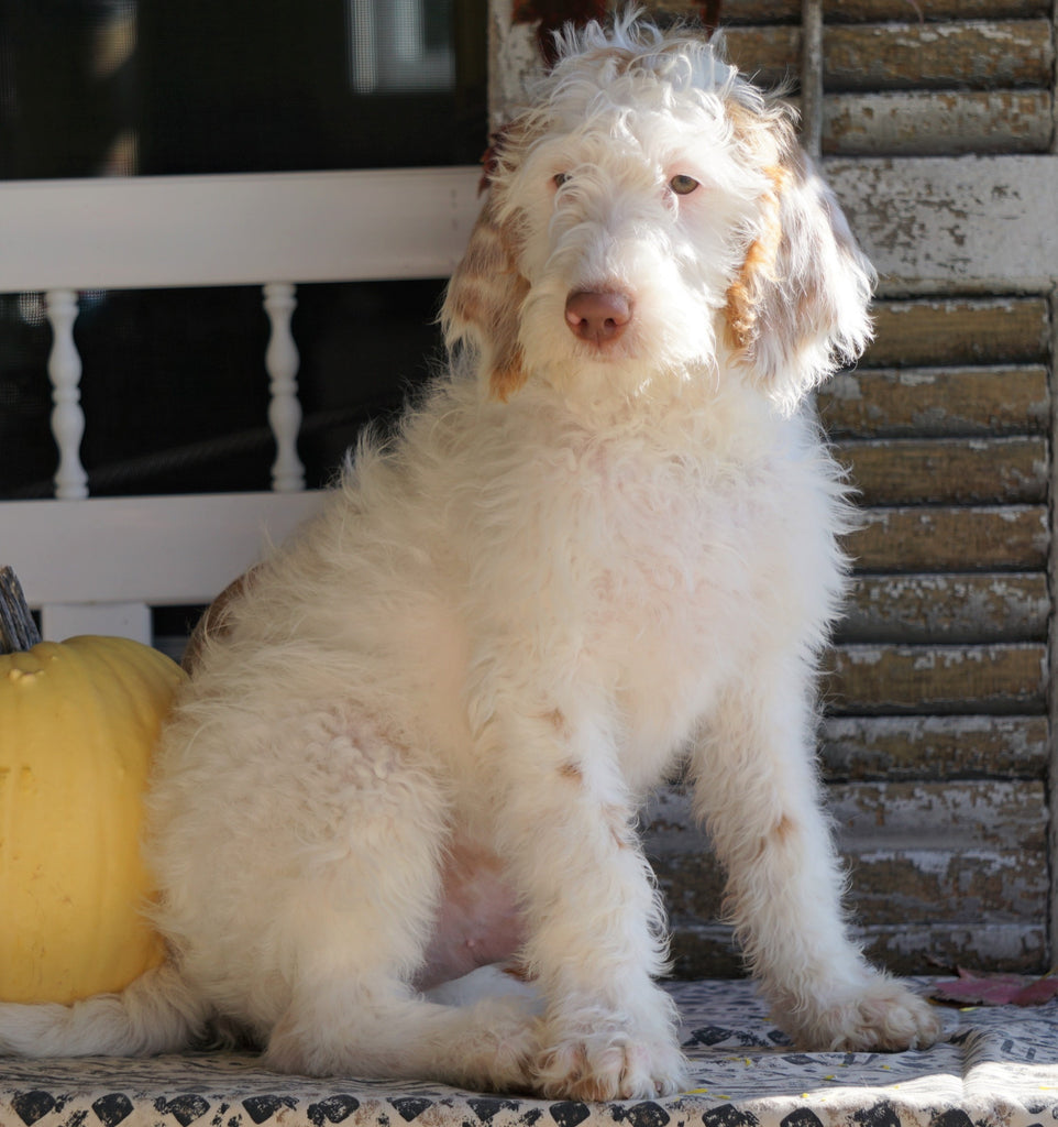 F1B Labradoodle For Sale Millersburg, OH Male- Toby – AC Puppies LLC