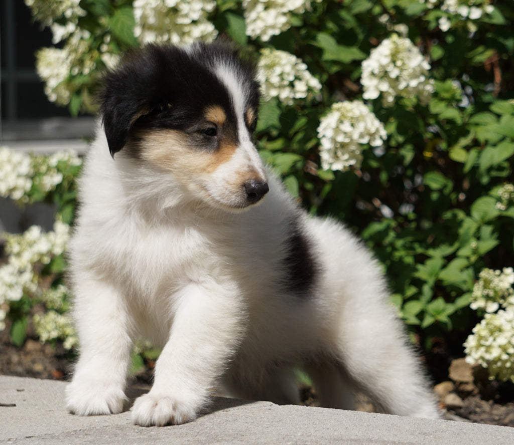 Lassie Collie For Sale Fredericksburg, OH Male- Dewey – AC Puppies LLC