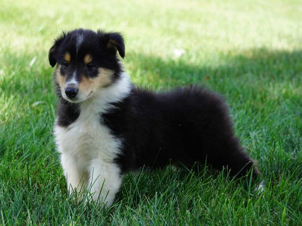 AKC Registered Lassie Collie For Sale Fredericksburg, OH Male- Oscar ...