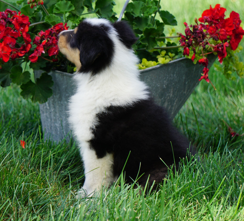 AKC Registered Lassie Collie For Sale Fredericksburg, OH Male- Linus ...