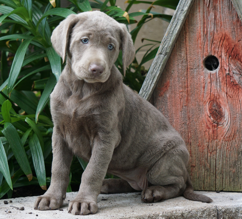 AKC Registered Silver Labrador Retriever For Sale Sugarcreek, OH Femal ...