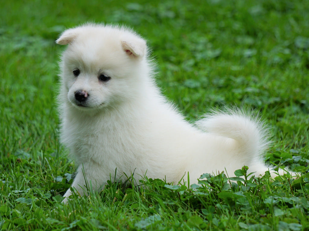 Mini Pomsky For Sale Sugarcreek, OH Female- Lola – AC Puppies LLC