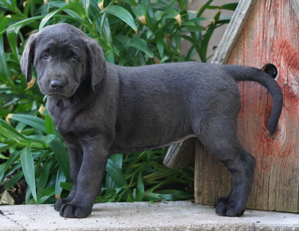AKC Registered Charcoal Labrador Retriever For Sale Sugarcreek, OH Fem ...