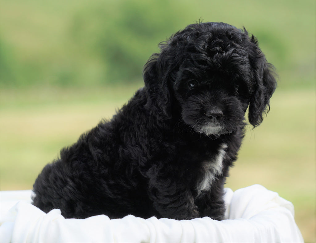 Cockapoo For Sale Dundee, OH Female- Avery – AC Puppies LLC