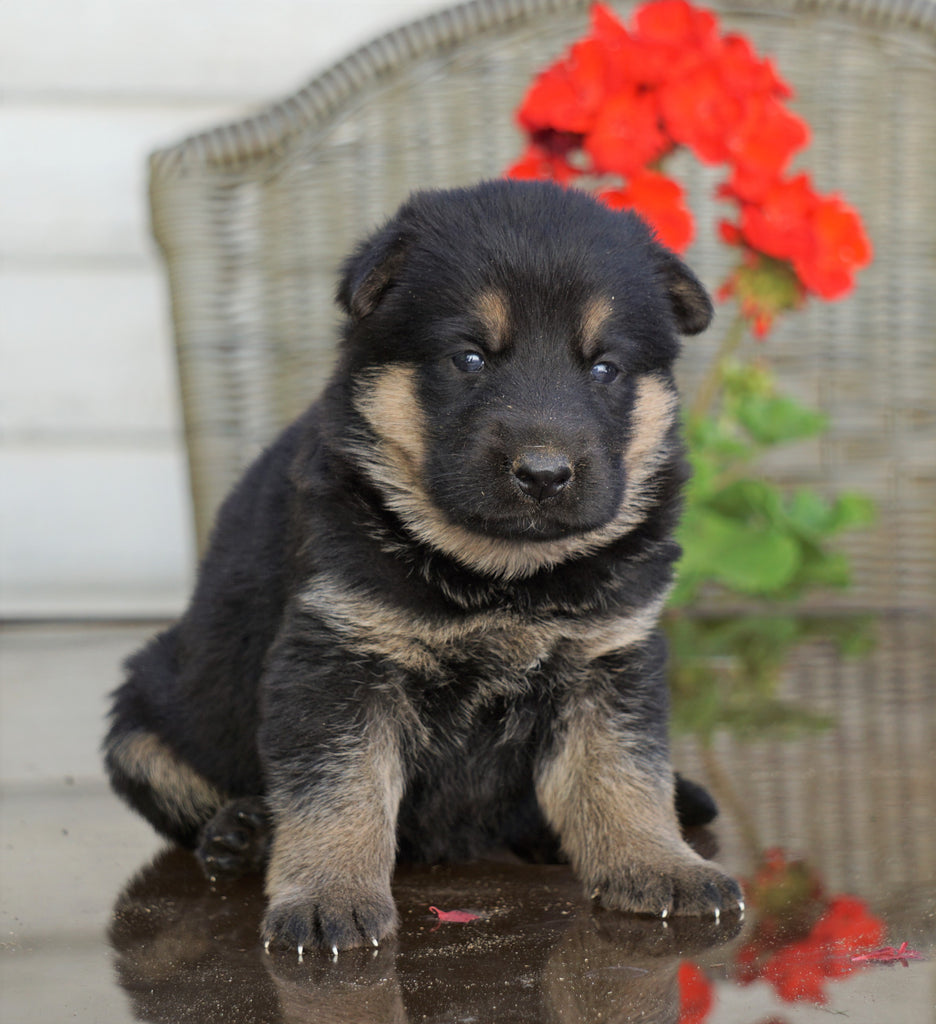 AKC Registered German Shepherd For Sale Millersburg, OH Female- Layla ...