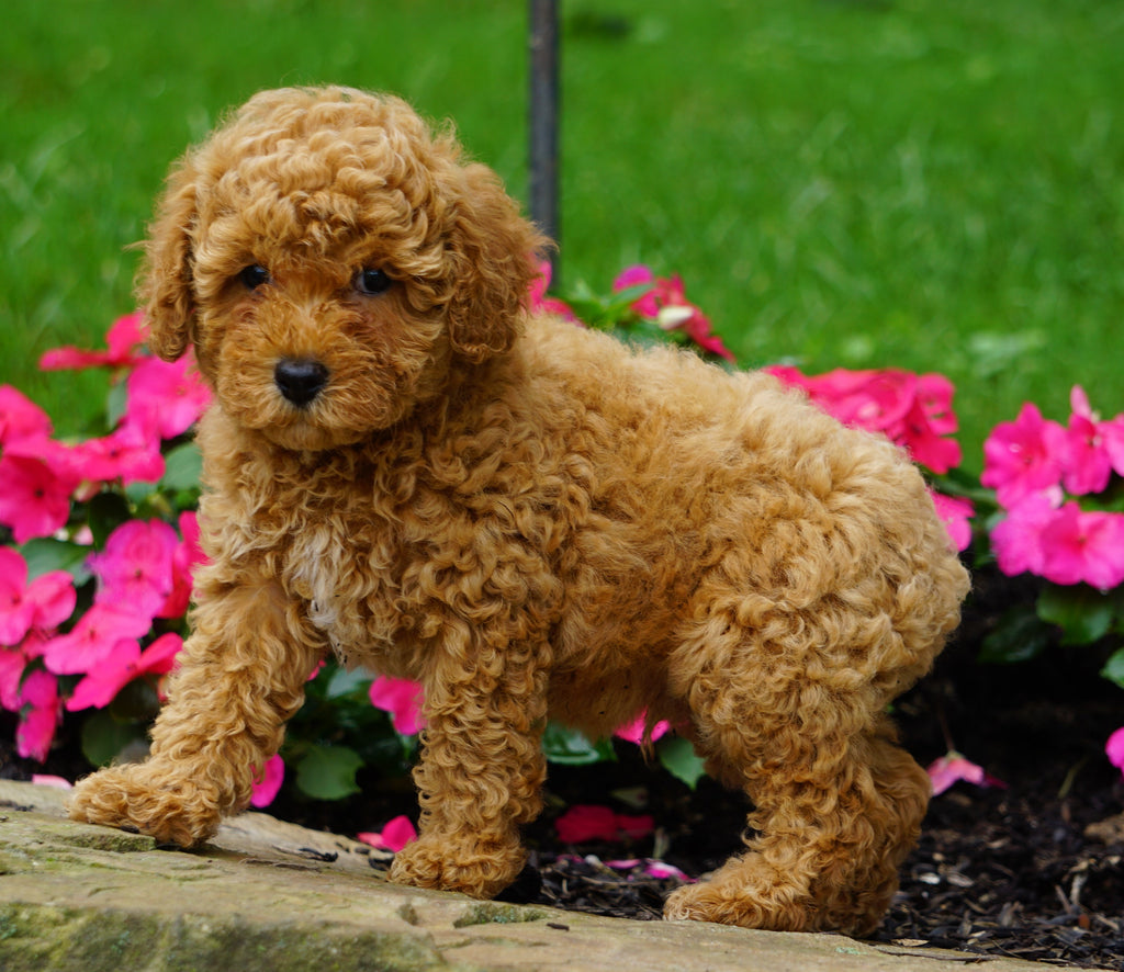 ICA Registered Toy Poodle For Sale Millersburg, OH Male- Cooper – AC ...