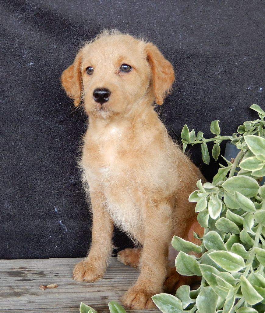 Mini Labradoodle For Sale Millersburg OH Female-Amber – AC Puppies LLC