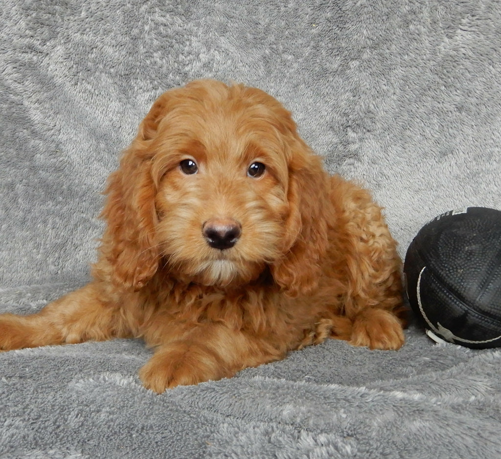 Mini Goldendoodle For Sale Millersburg OH Male-Cooper – AC Puppies LLC