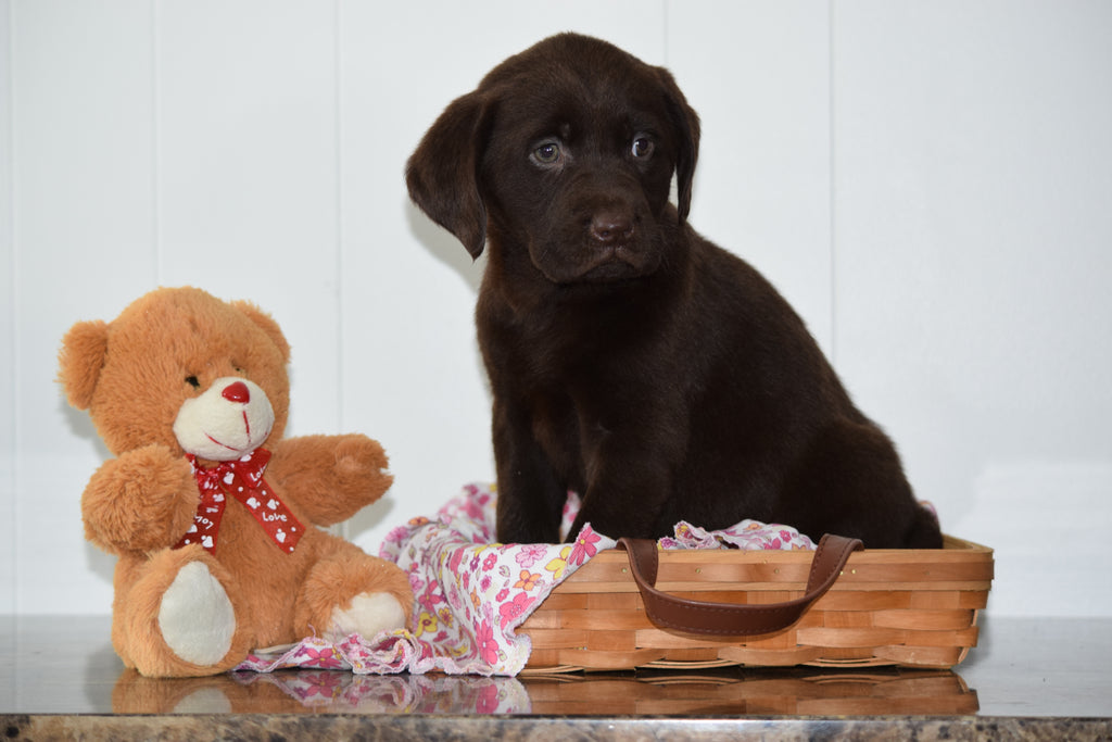 ACA Chocolate Labrador Retriever For Sale Millersburg Ohio Female Bran ...