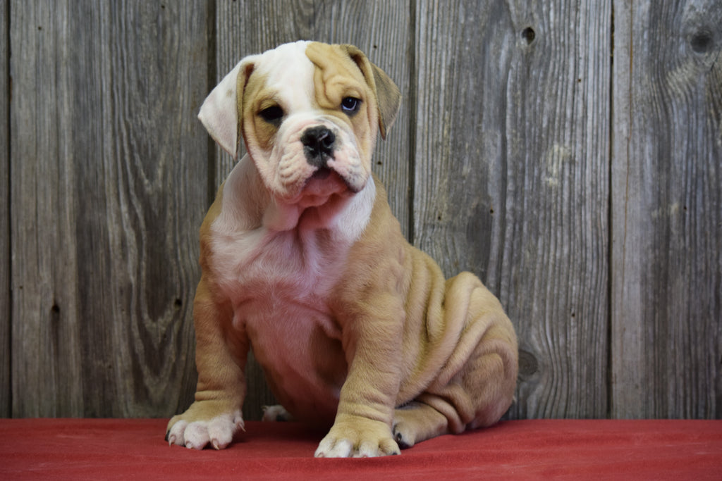 Beabull Puppy For Sale Fresno Ohio Male Bruno – AC Puppies LLC