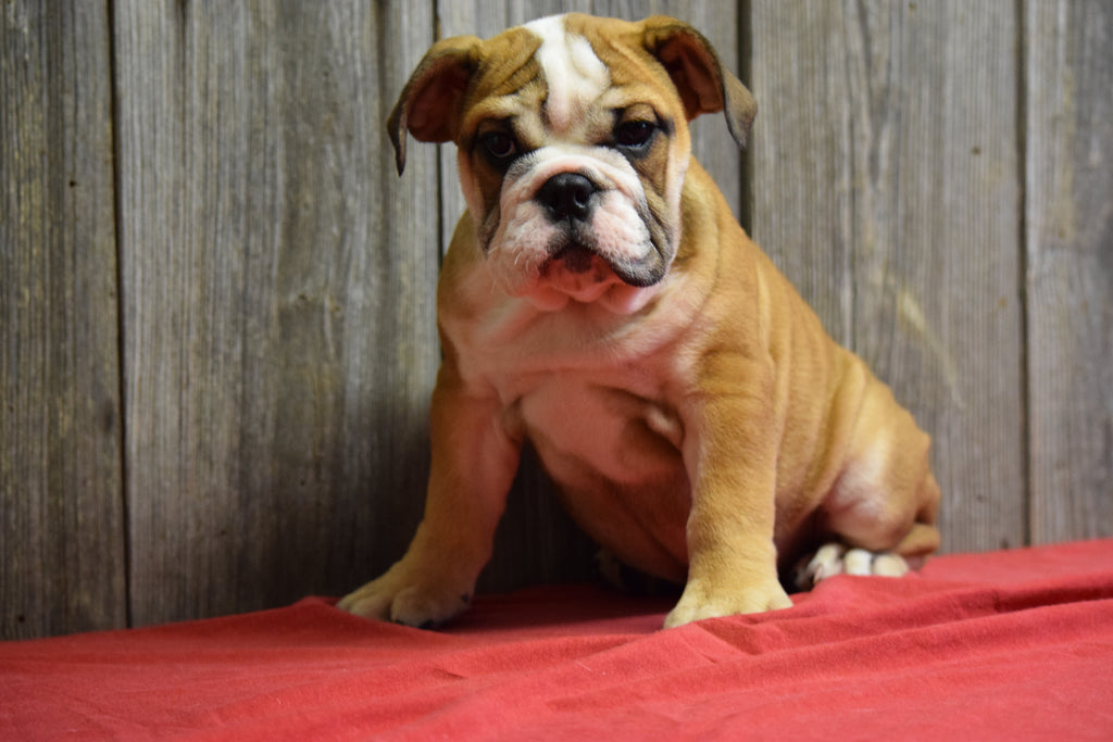 AKC Registered English Bulldog For Sale Fresno Ohio Female Akiah – AC ...