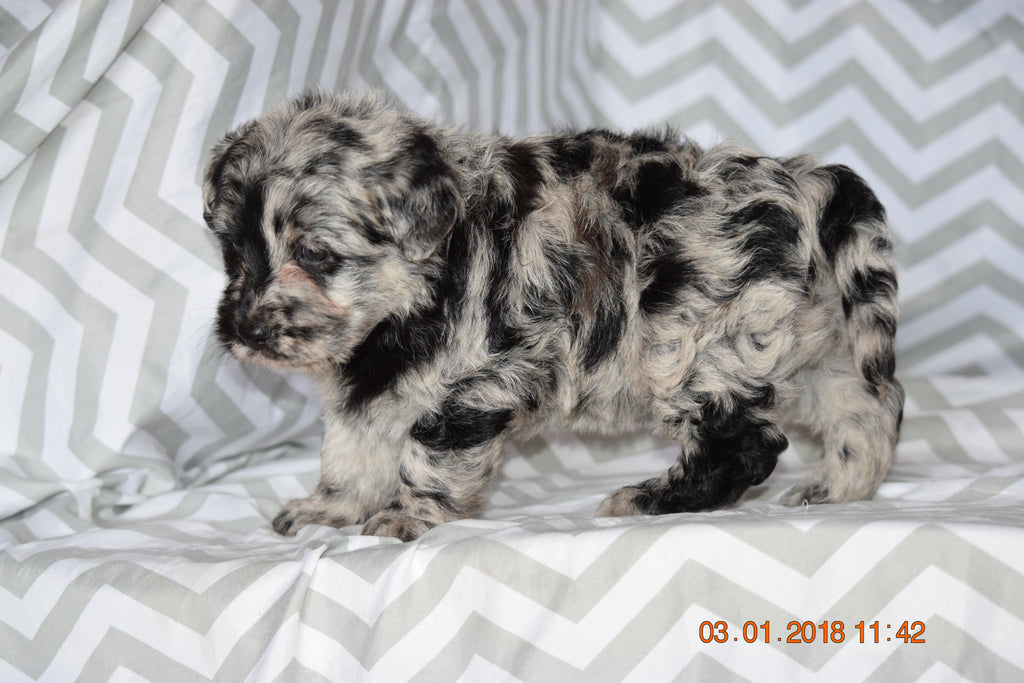 Blue Merle Miniature Labradoodle Female Jewel Millersburg Ohio – AC ...