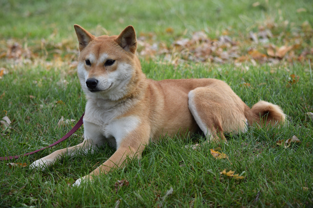 ACA Registered Shiba Inu For Sale Millersburg Ohio Red Female Sheba ...