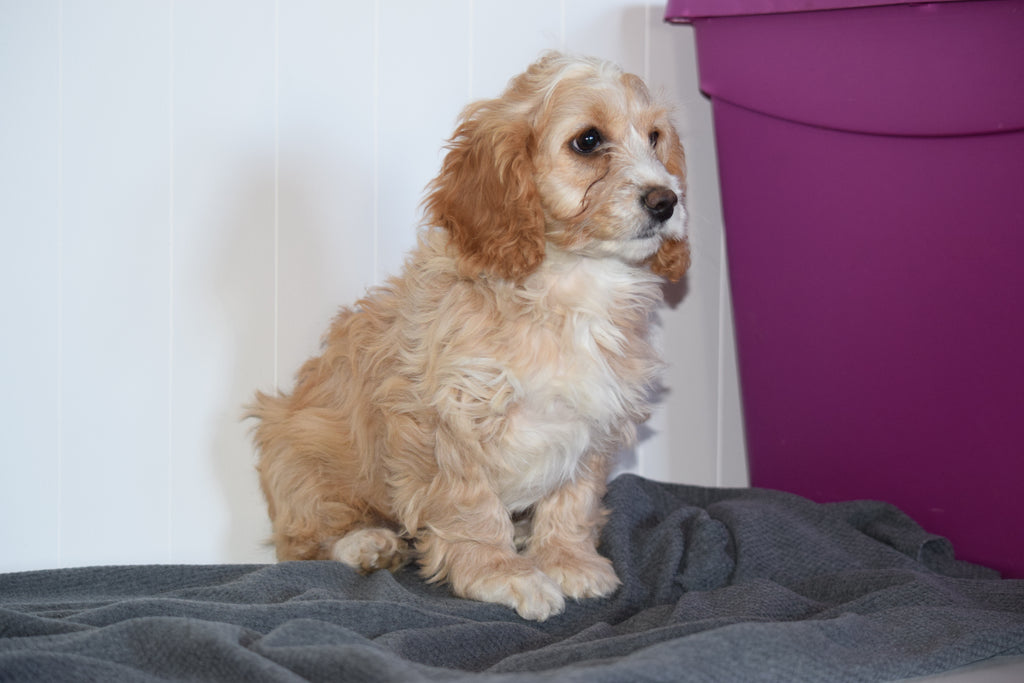 Cockapoo Puppy For Sale Millersburg Ohio Plum Female – AC Puppies LLC