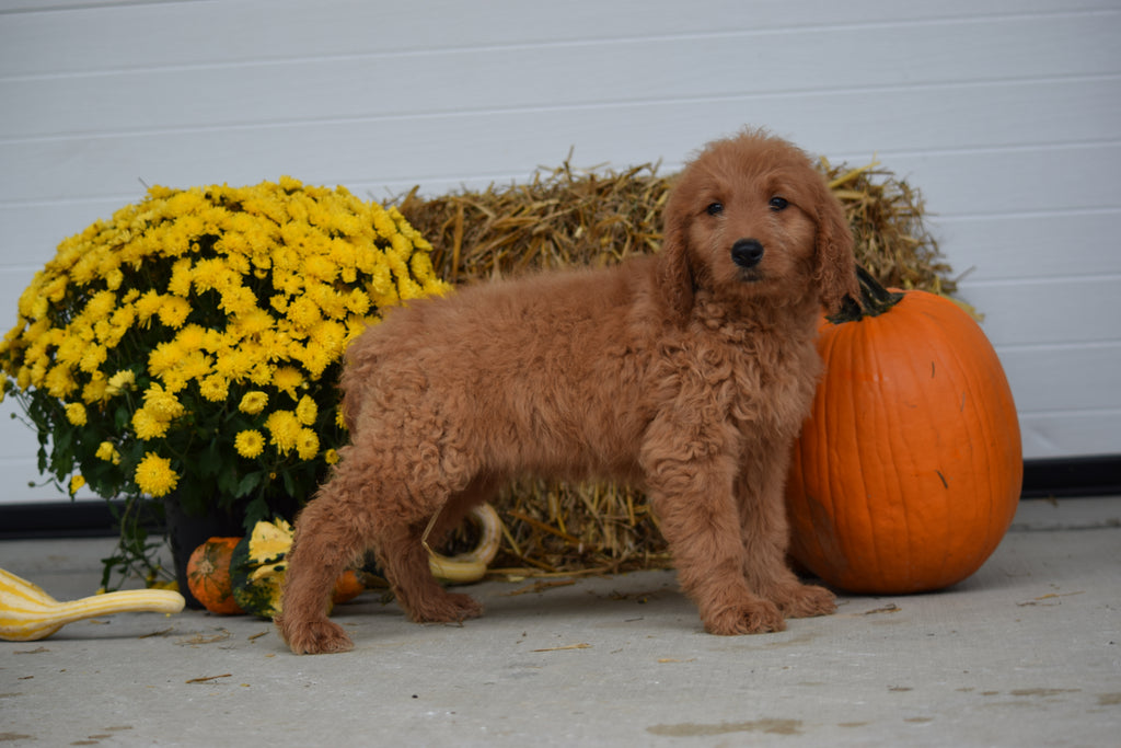 Goldendoodle For Sale Female Abbey Holmesville, Ohio – AC Puppies LLC