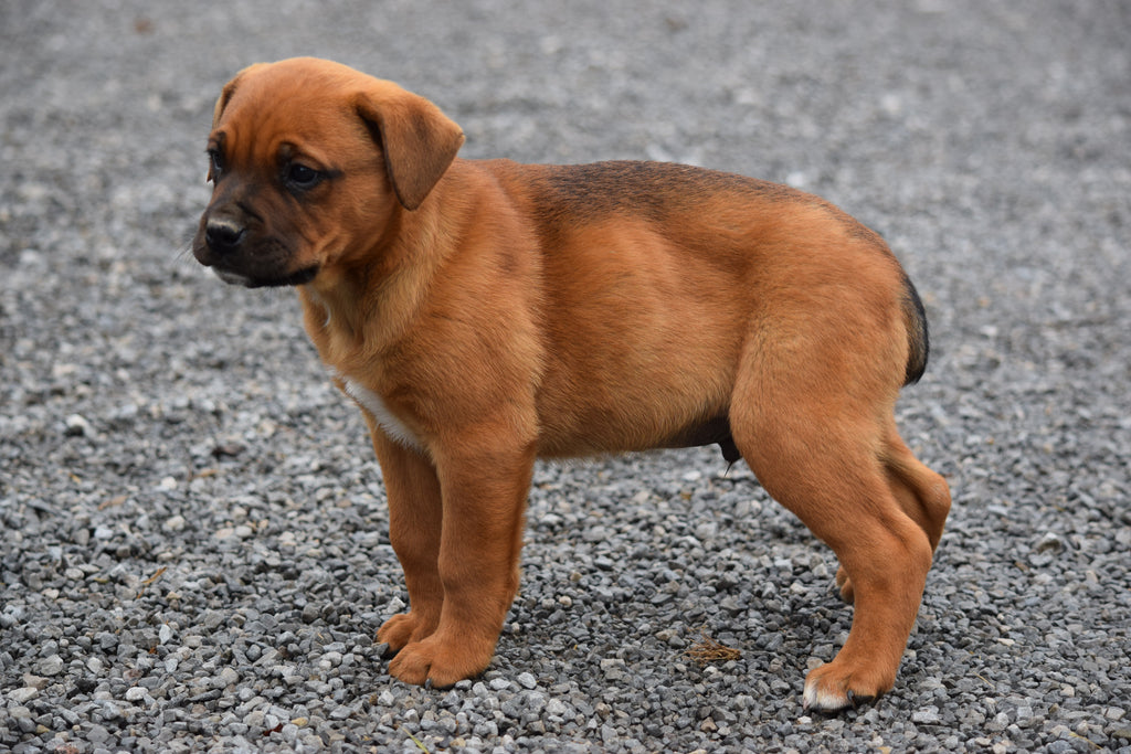 Boxweiler Puppy For Sale Male Brady Shreve, Ohio – AC Puppies LLC