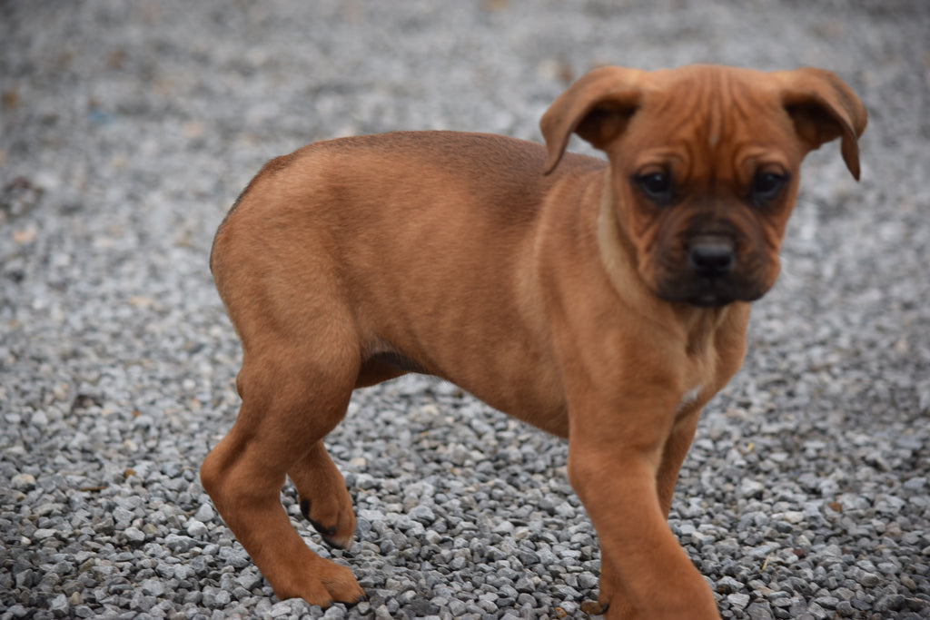Boxweiler Puppy For Sale Female Bailey Shreve, Ohio – AC Puppies LLC