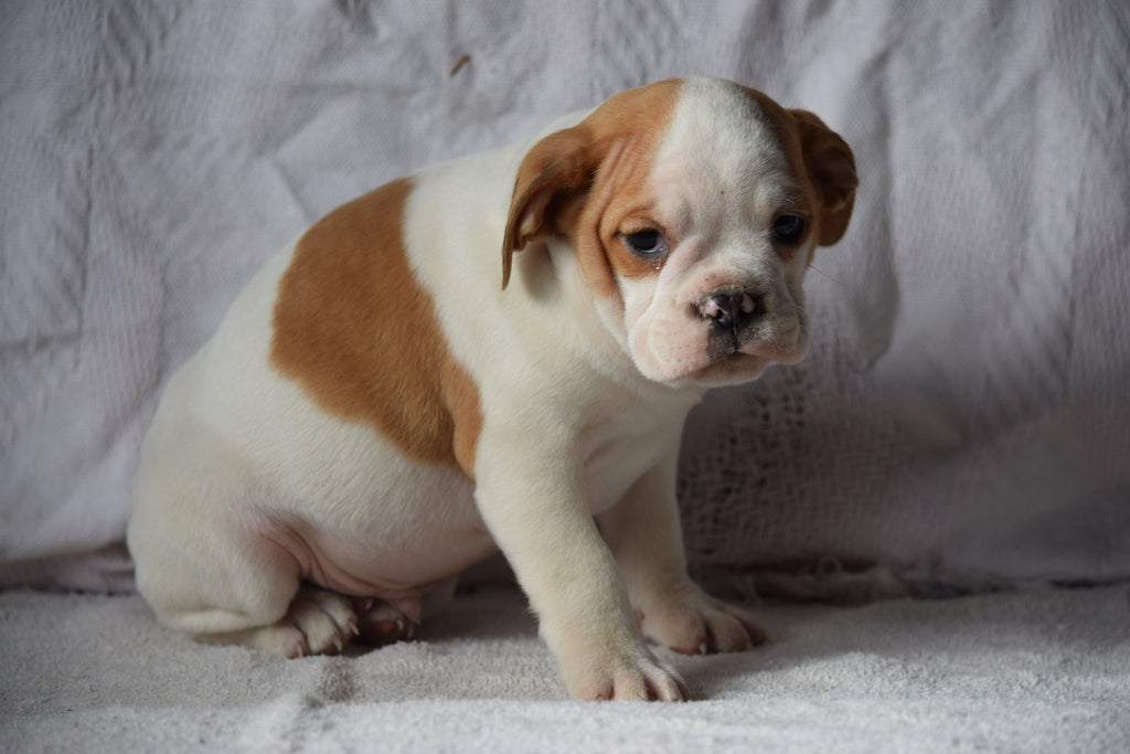 Beabull Puppy For Sale Male Arthur Millersburg, Ohio – AC Puppies LLC