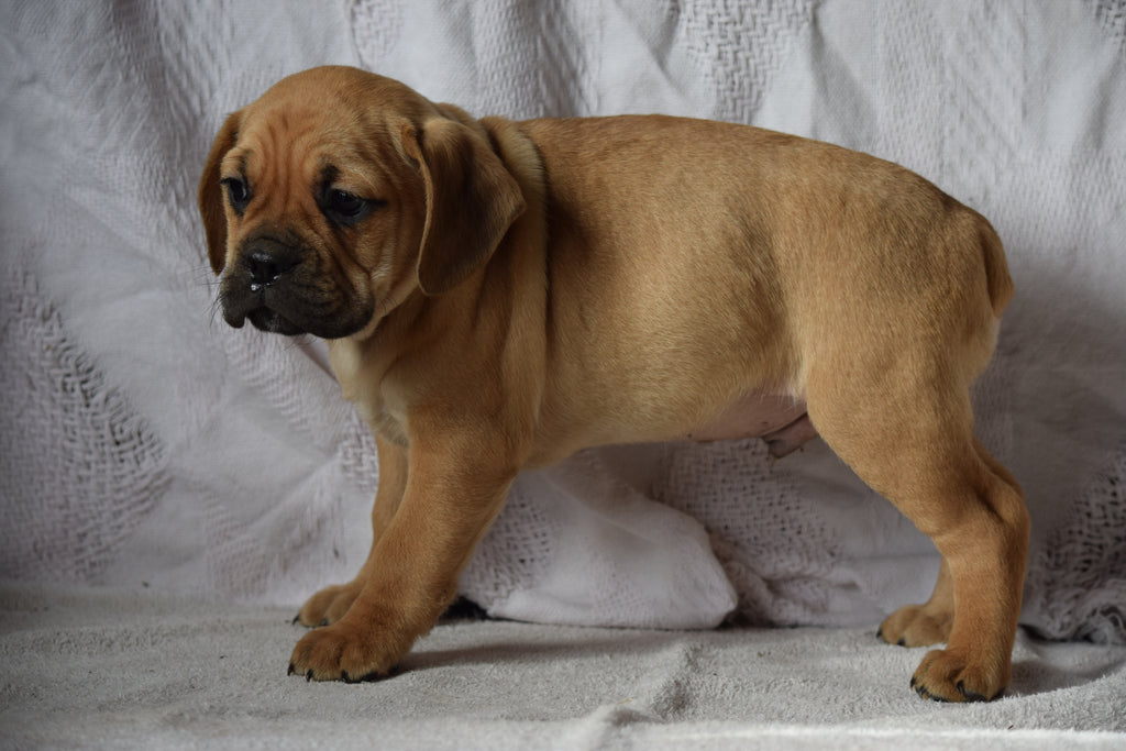 Beabull Puppy For Sale Male Avery Millersburg, Ohio – AC Puppies LLC