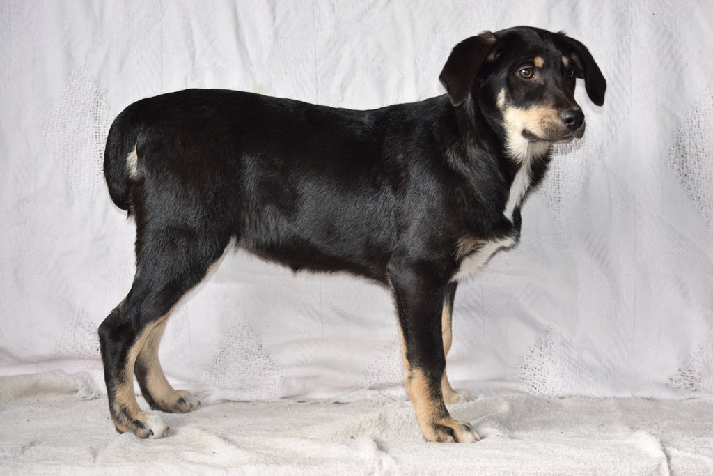 Sheprador Puppy For Sale Female Bitsy Millersburg, Ohio – AC Puppies LLC