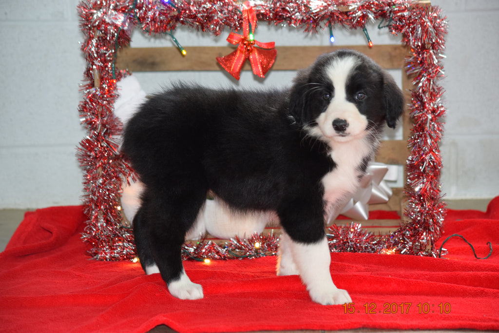 Border Collie - Norwegian Elkhound Mix Puppy For Sale Female Kari Appl ...