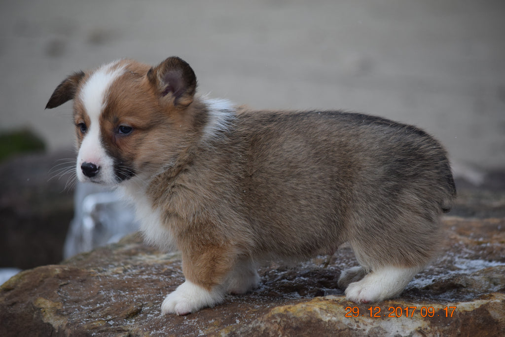 AKC Registered Pembroke Welsh Corgi Puppy For Sale Male Ronald Sugarcr ...