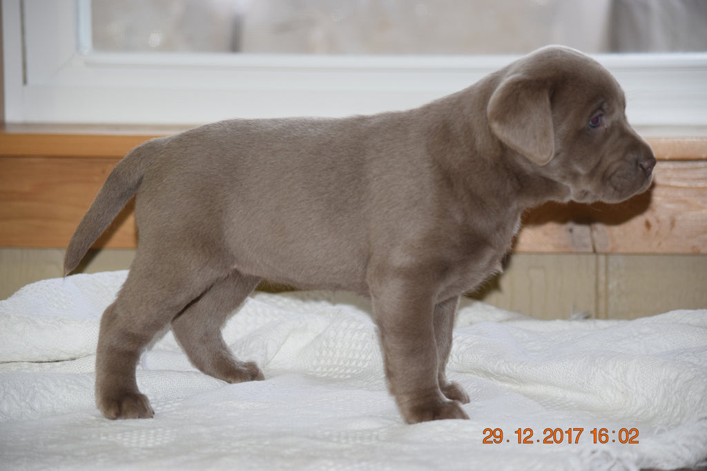AKC Registered Silver Labrador Retriever Puppy For Sale Female Sandy S ...