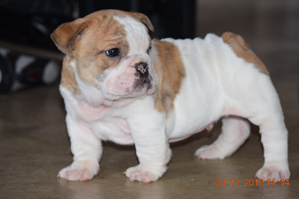 Beabull Puppy For Sale Male Jim Fredericksburg, Ohio – AC Puppies LLC