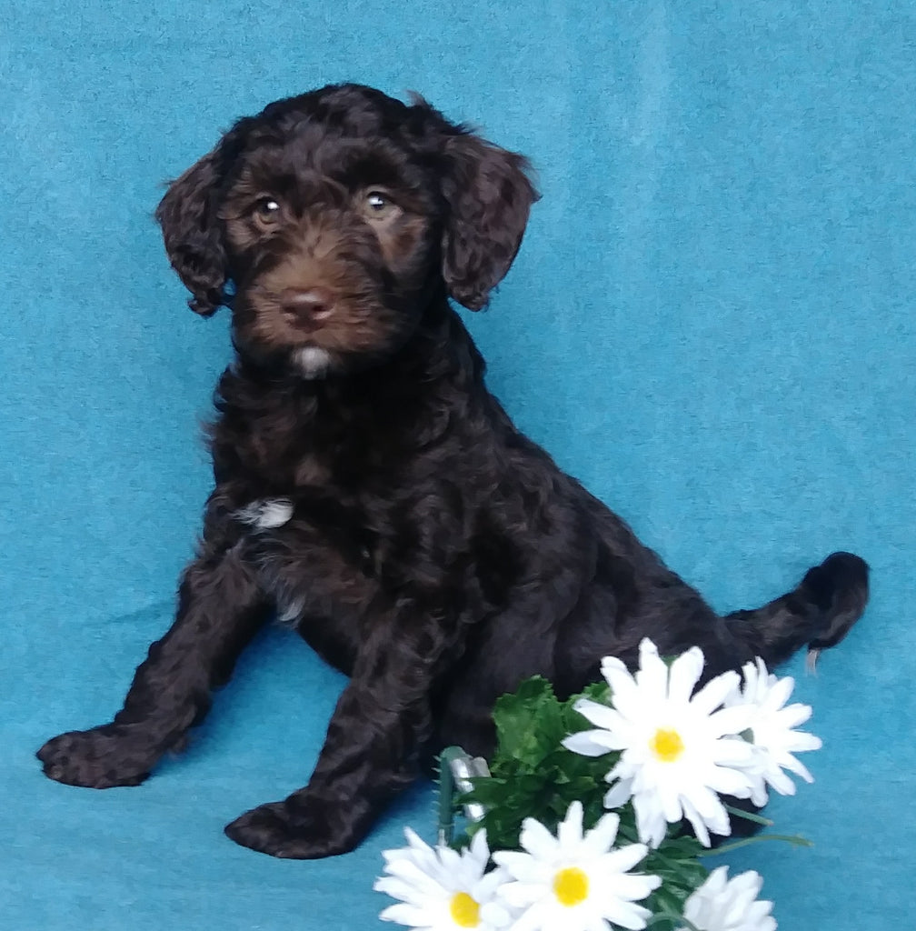 F1B Mini Labradoodle For Sale Millersburg, OH Female- Lulu – AC Puppies LLC