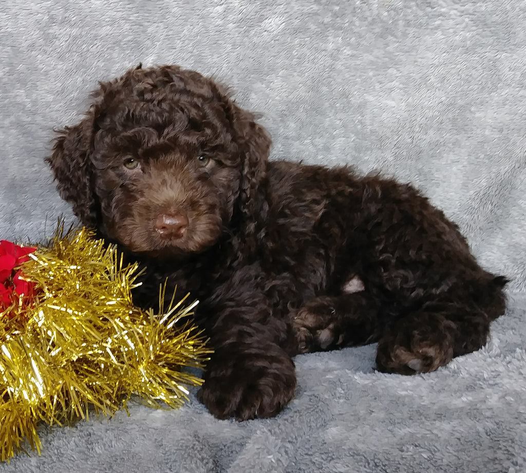 Mini Labradoodle For Sale Millersburg, OH Male- Ginger – AC Puppies LLC