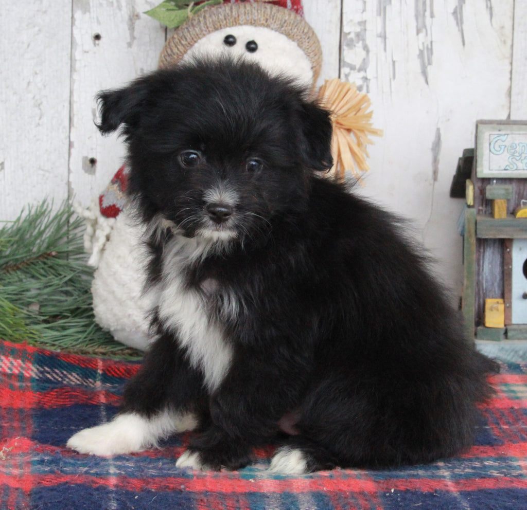 Pomapoo For Sale Millersburg OH Male-Bear – AC Puppies LLC