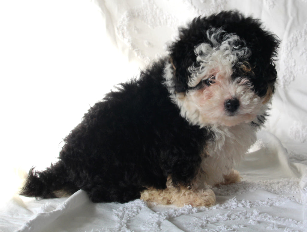 Mini Bernedoodle For Sale Sugarcreek OH Female-Molly – AC Puppies LLC