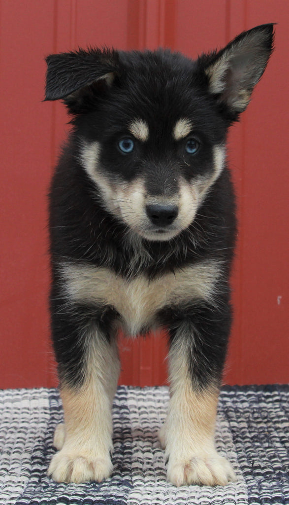 Pomsky Puppy For Sale Wooster OH-Male Tucker – AC Puppies LLC