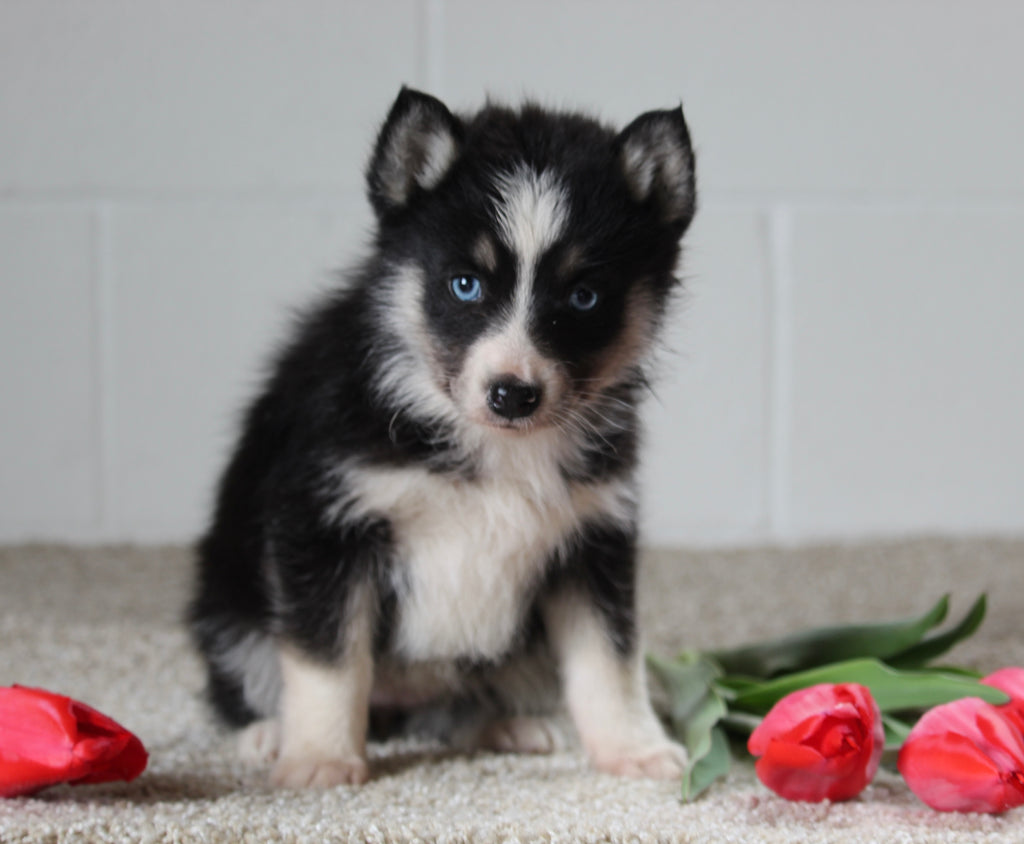 Pomsky For Sale Holmesville OH Female-Izzy – AC Puppies LLC