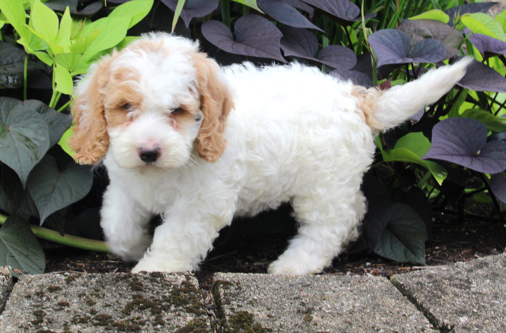 F1BB Mini Labradoodle For Sale Millersburg OH Female-Esther – AC ...