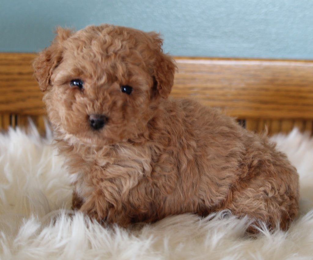 Mini Poodle For Sale Millersburg OH Female-Molly – AC Puppies LLC