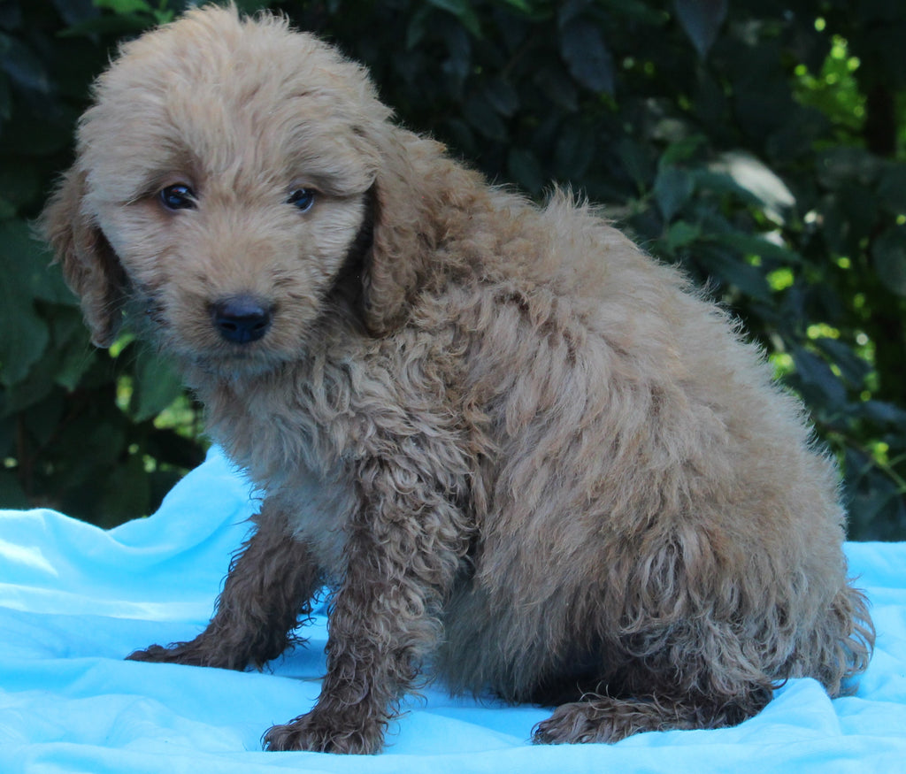 Mini Goldendoodle For Sale Millersburg OH Male-Patrick – AC Puppies LLC