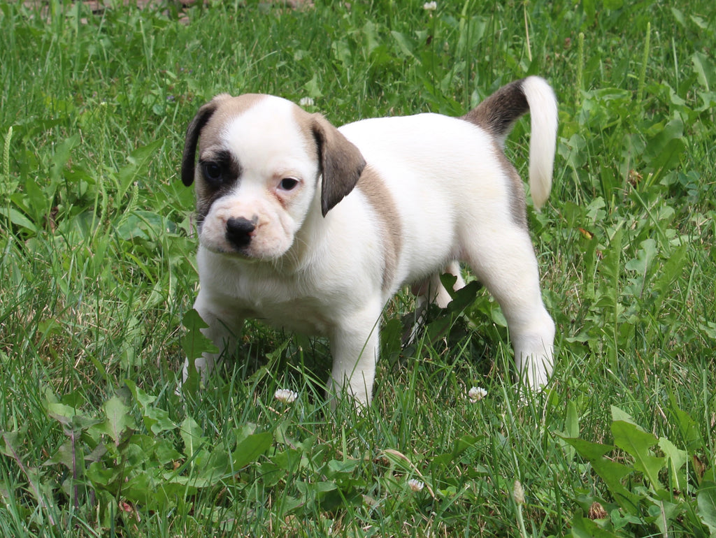 English Bulldog/Puggle For Sale Sugarcreek OH Male-Mugsy – AC Puppies LLC
