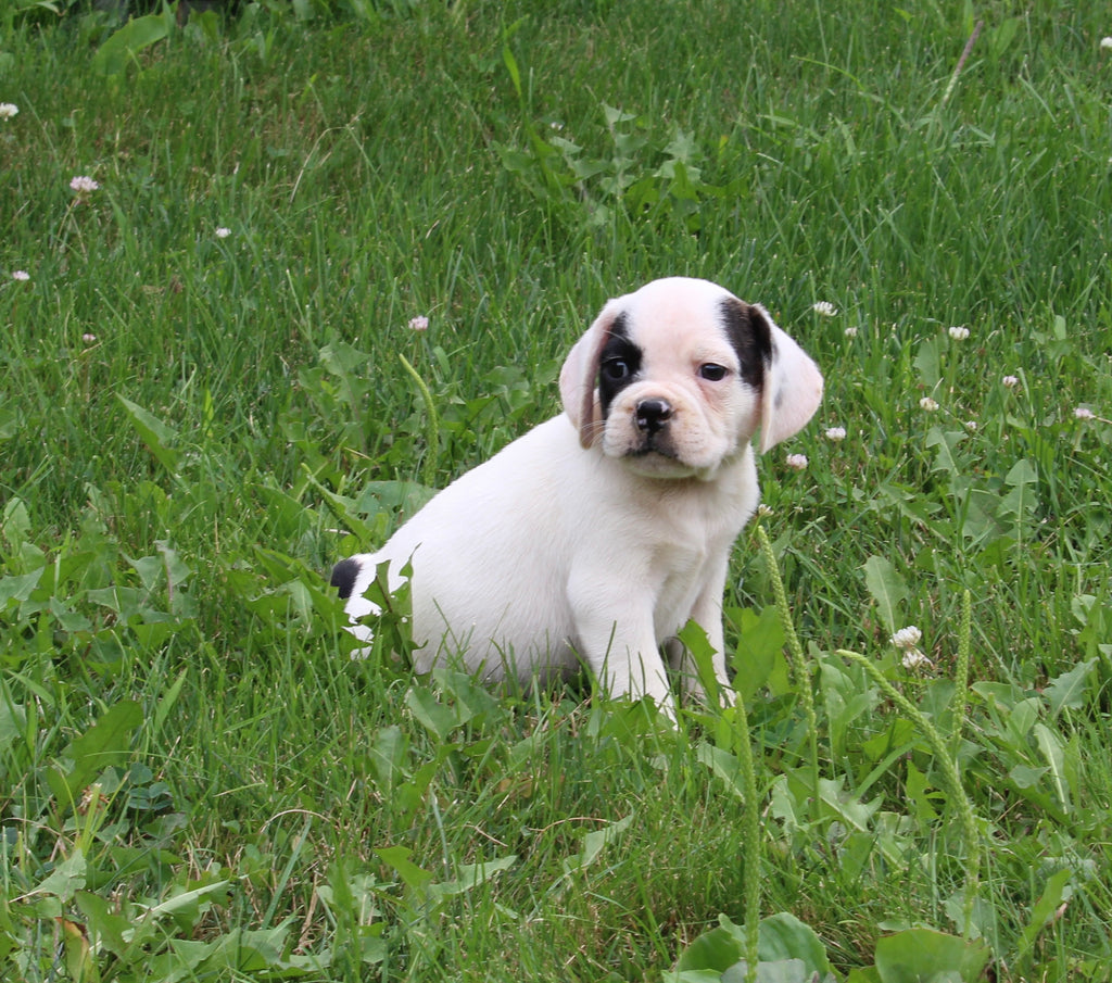 English Bulldog/Puggle For Sale Sugarcreek OH Male-Luke – AC Puppies LLC