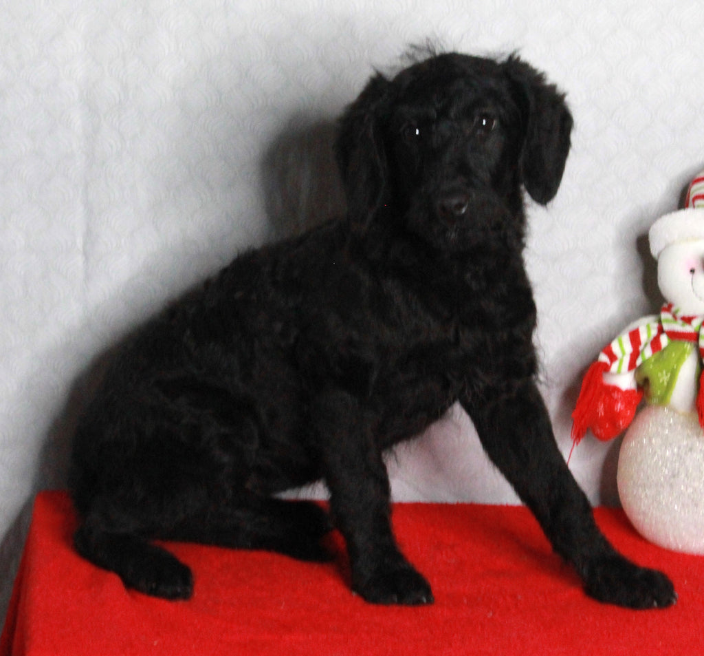 Medium F1B Labradoodle For Sale Millersburg OH Female-Heather – AC ...