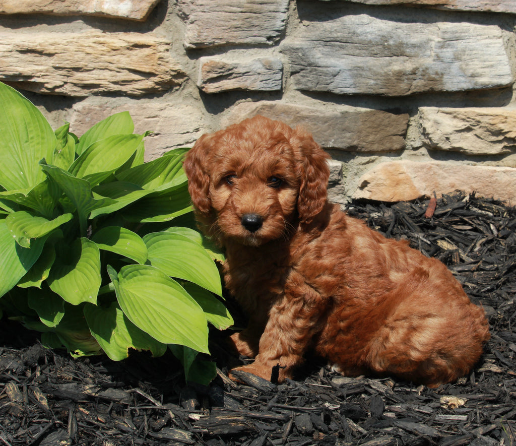 Mini Goldendoodle For Sale Sugarcreek OH Female-Remi – AC Puppies LLC