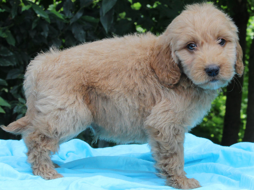Mini Goldendoodle For Sale Millersburg OH Male-Pete – AC Puppies LLC