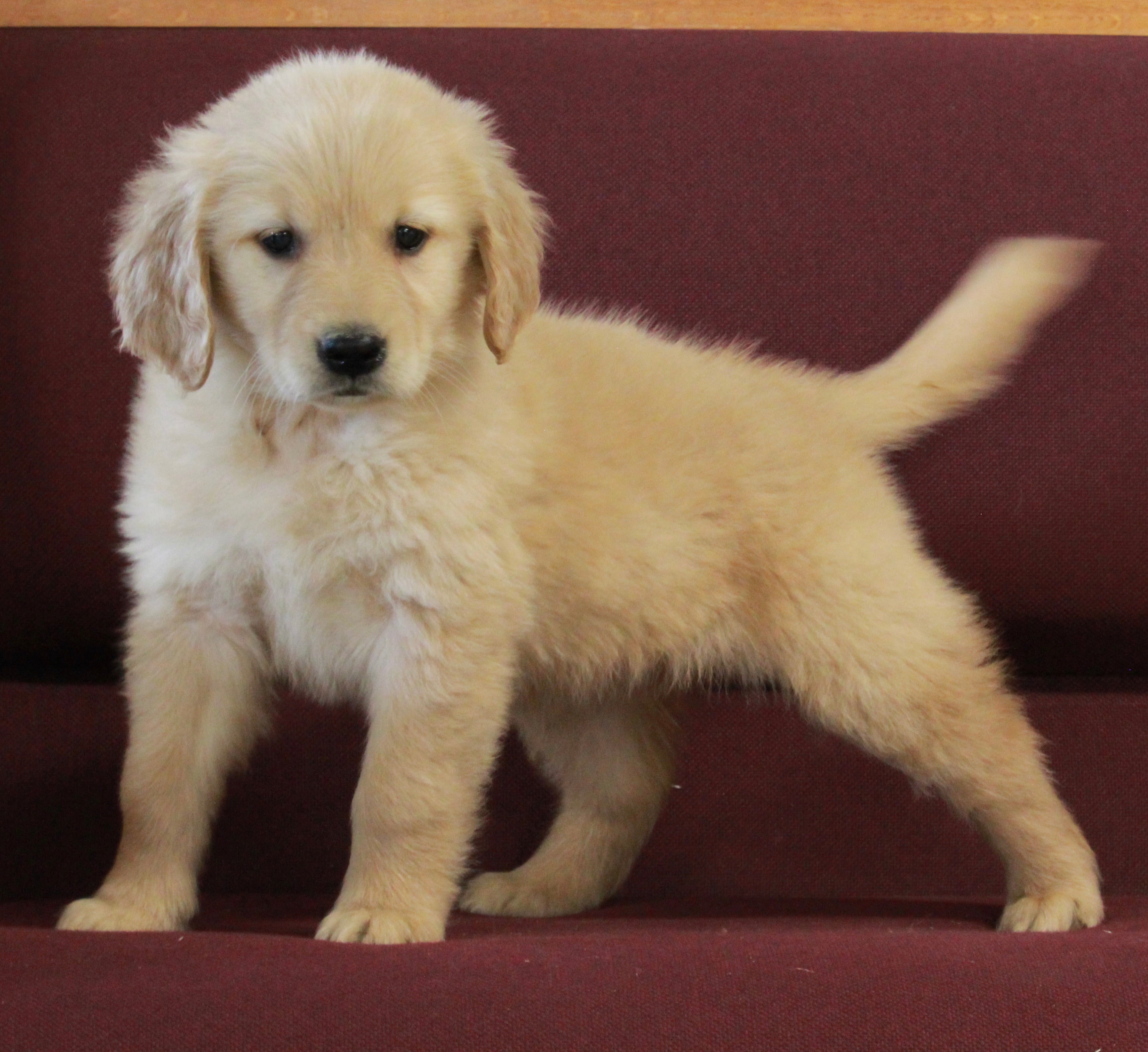 AKC Registered Golden Retriever For Sale Brinkhaven OH Female-Ramona ...