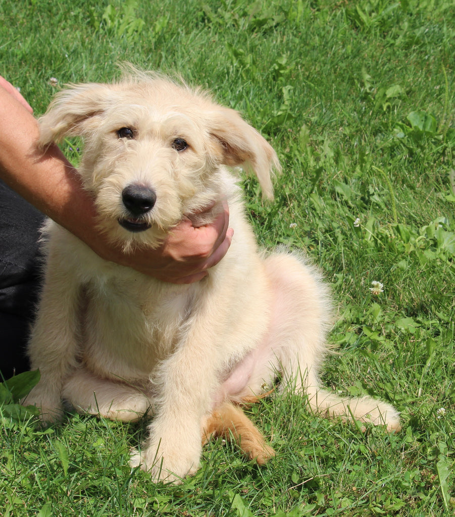 Huskipoo For Sale Sugarcreek OH Female-Jojo – AC Puppies LLC