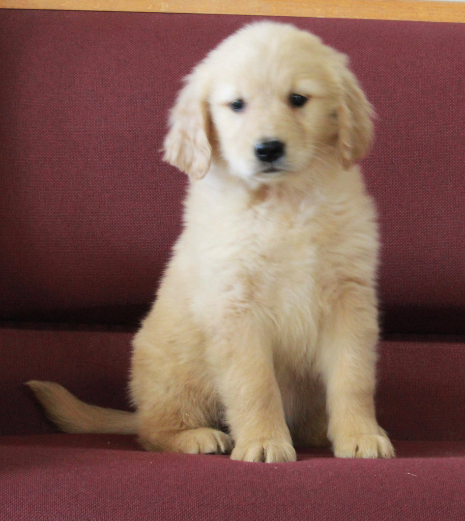 AKC Registered Golden Retriever For Sale Brinkhaven OH Female-Ramona ...
