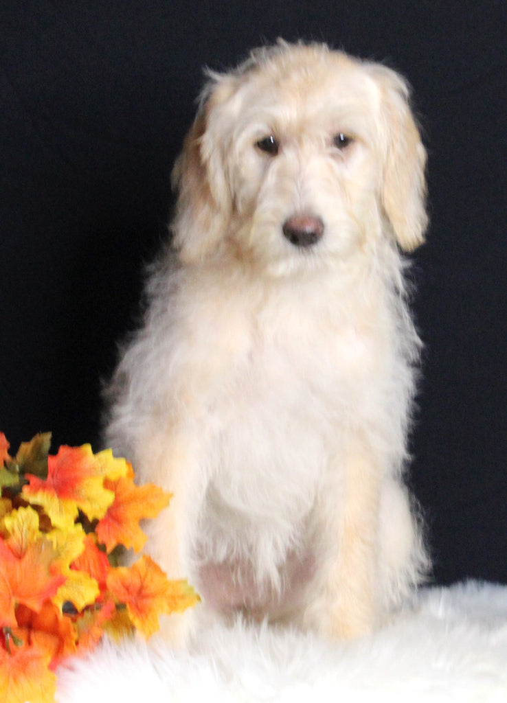 F1B Medium Labradoodle For Sale Millersburg OH Female-Frosty – AC ...