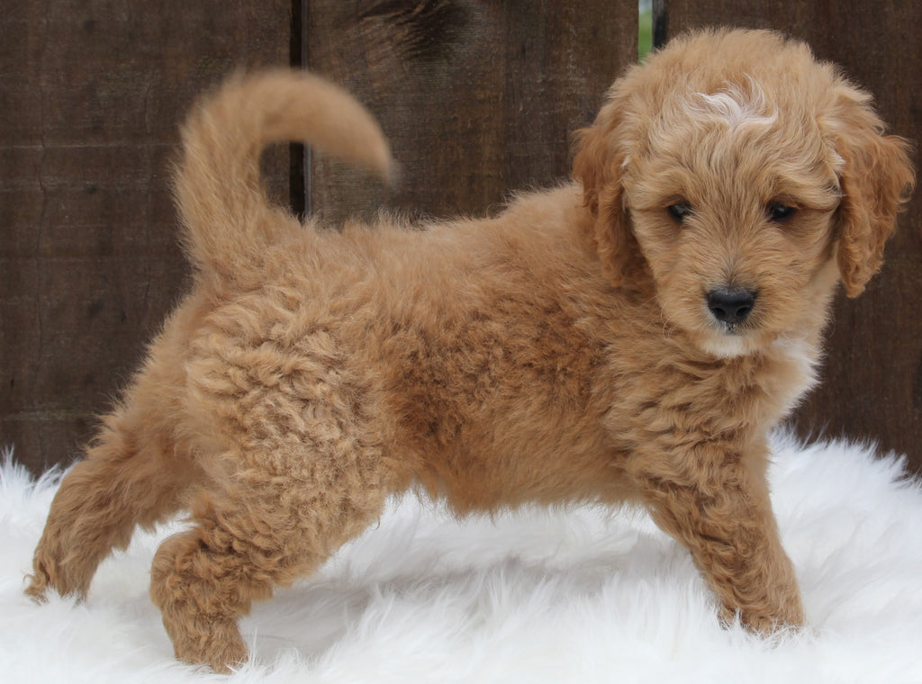 Mini Goldendoodle For Sale Millersburg OH Male-Oddie – AC Puppies LLC
