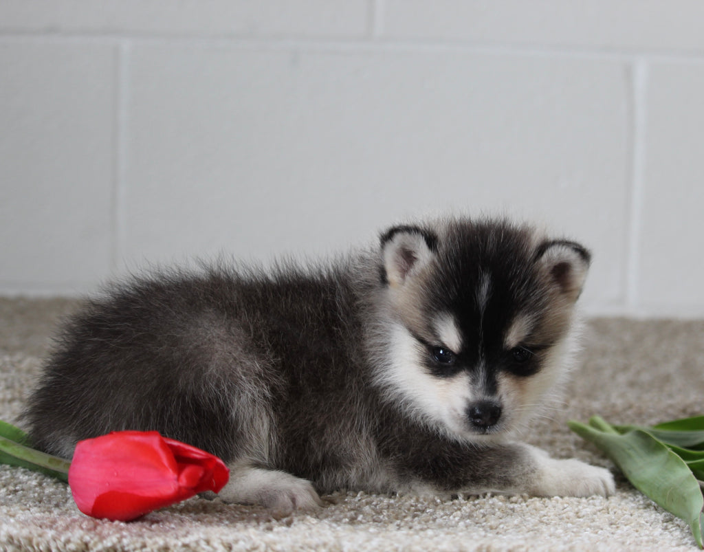 Pomsky For Sale Holmesville OH Male-Joey – AC Puppies LLC