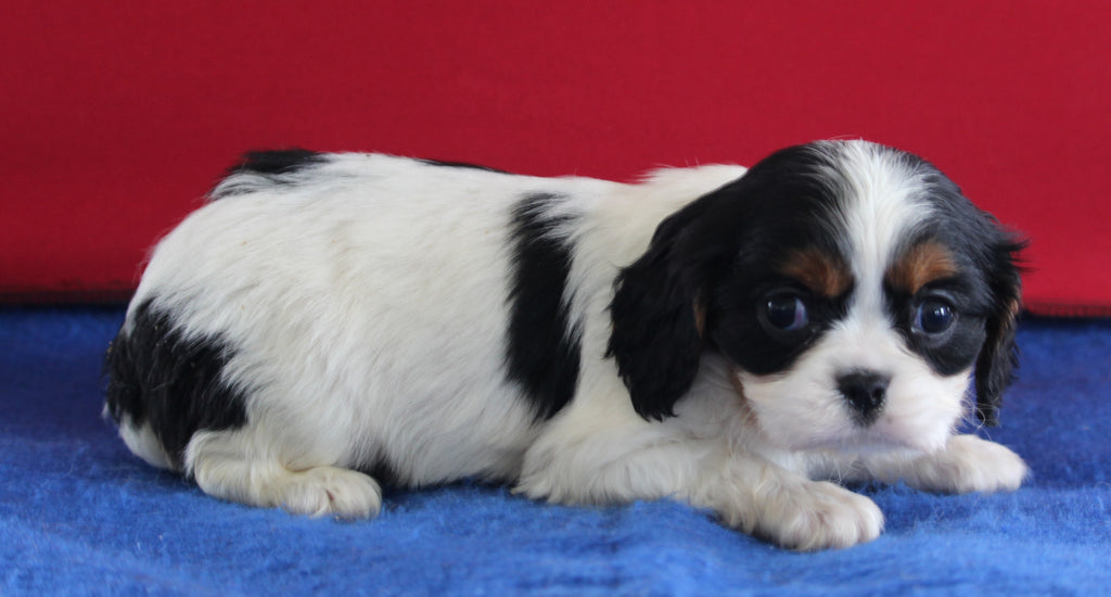 AKC Registered Cavalier For Sale Millersburg OH Female-Hazel – AC ...